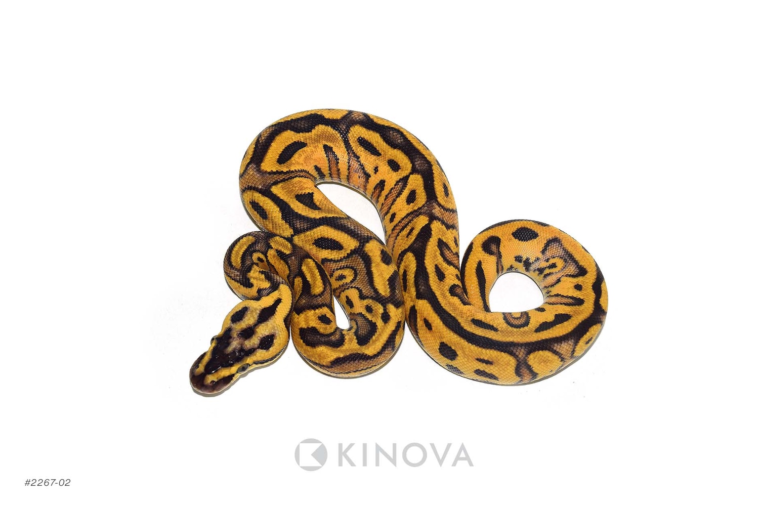 Pastel Enchi Redstripe YB Leopard Dbl Het Desert Ghost Clown Ball ...