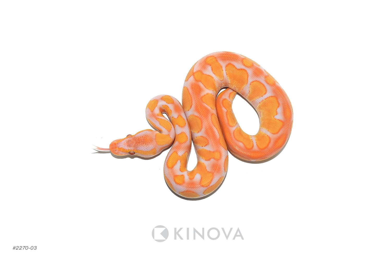 Enchi Blackhead Lavender Ball Python by KINOVA - MorphMarket