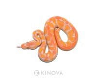 Enchi Blackhead Lavender Ball Python by KINOVA - MorphMarket