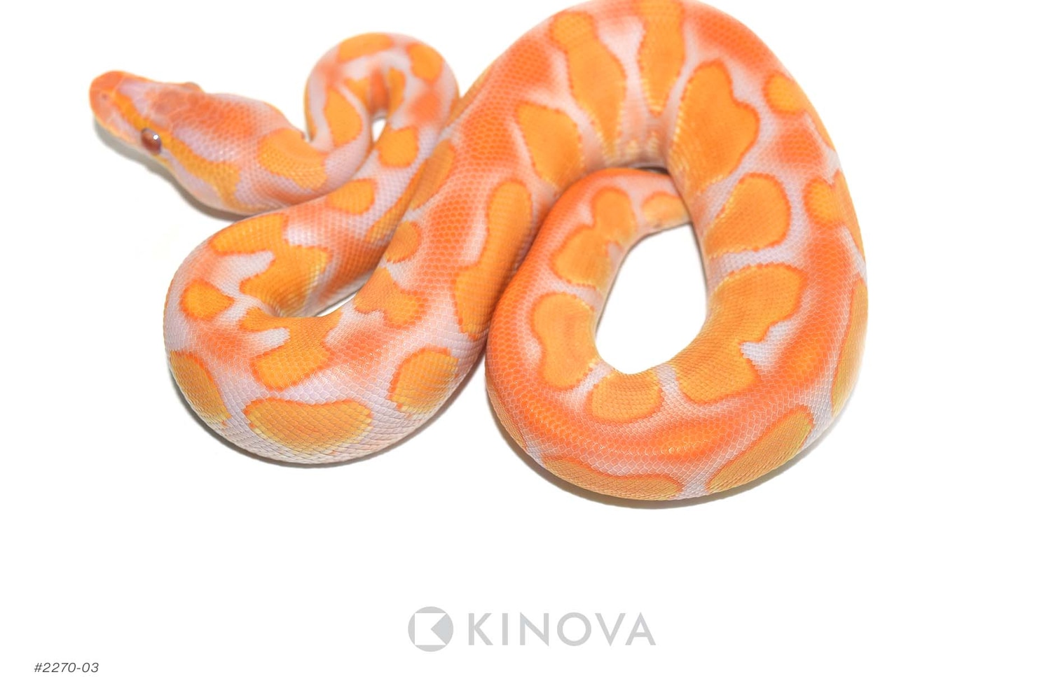 Enchi Blackhead Lavender Ball Python by KINOVA - MorphMarket