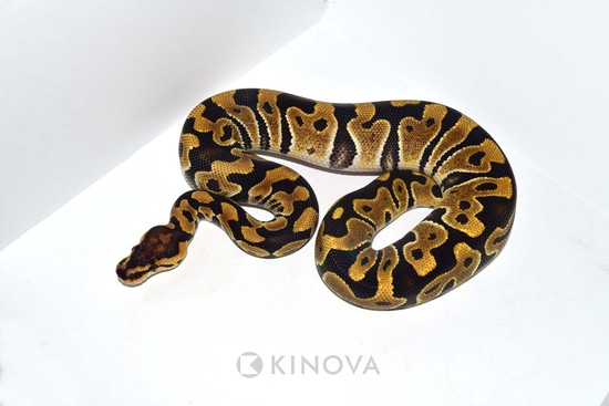 Triple Het Cryptic Ultramel Clown (Crypton) Ball Python by KINOVA
