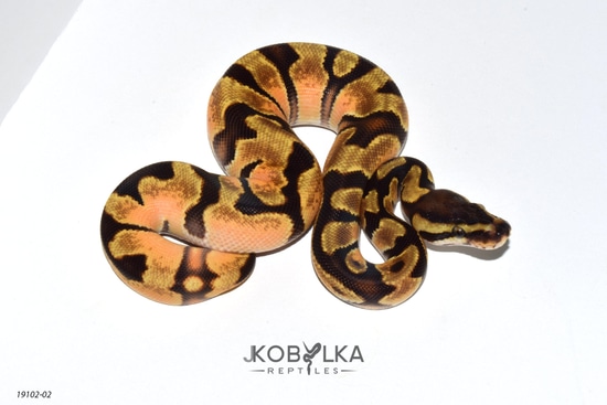 OD Enchi Peach Het Pied Ball Python by KINOVA