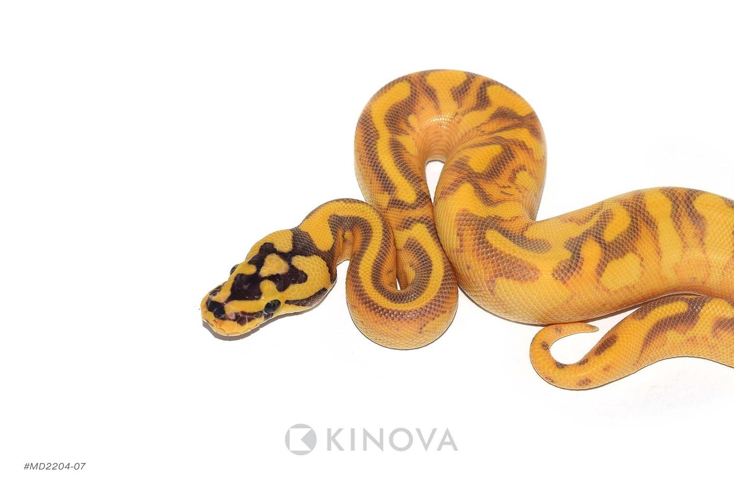 Pastel Super Enchi Gravel Asphalt Het Pied Ball Python by KINOVA ...
