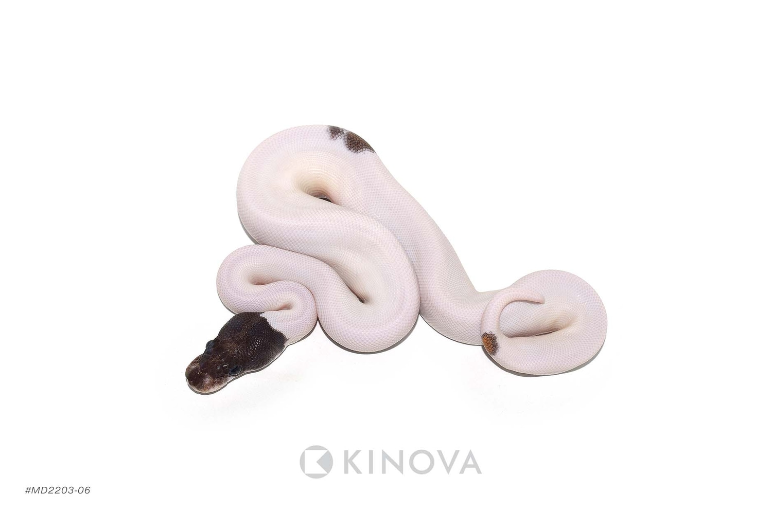 Blackhead Mojave Pied (Poss YB) Ball Python by KINOVA - MorphMarket