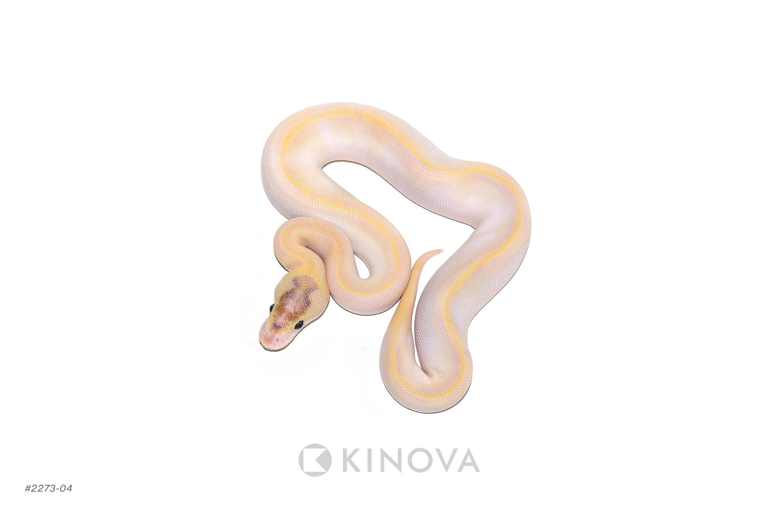 Enchi Ivory Pied (Possible OD Fire) Ball Python by KINOVA - MorphMarket