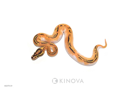 OD Enchi Freeway Pied Ball Python by KINOVA