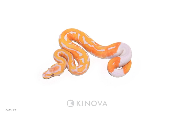 Dreamsicle Ball Python by KINOVA