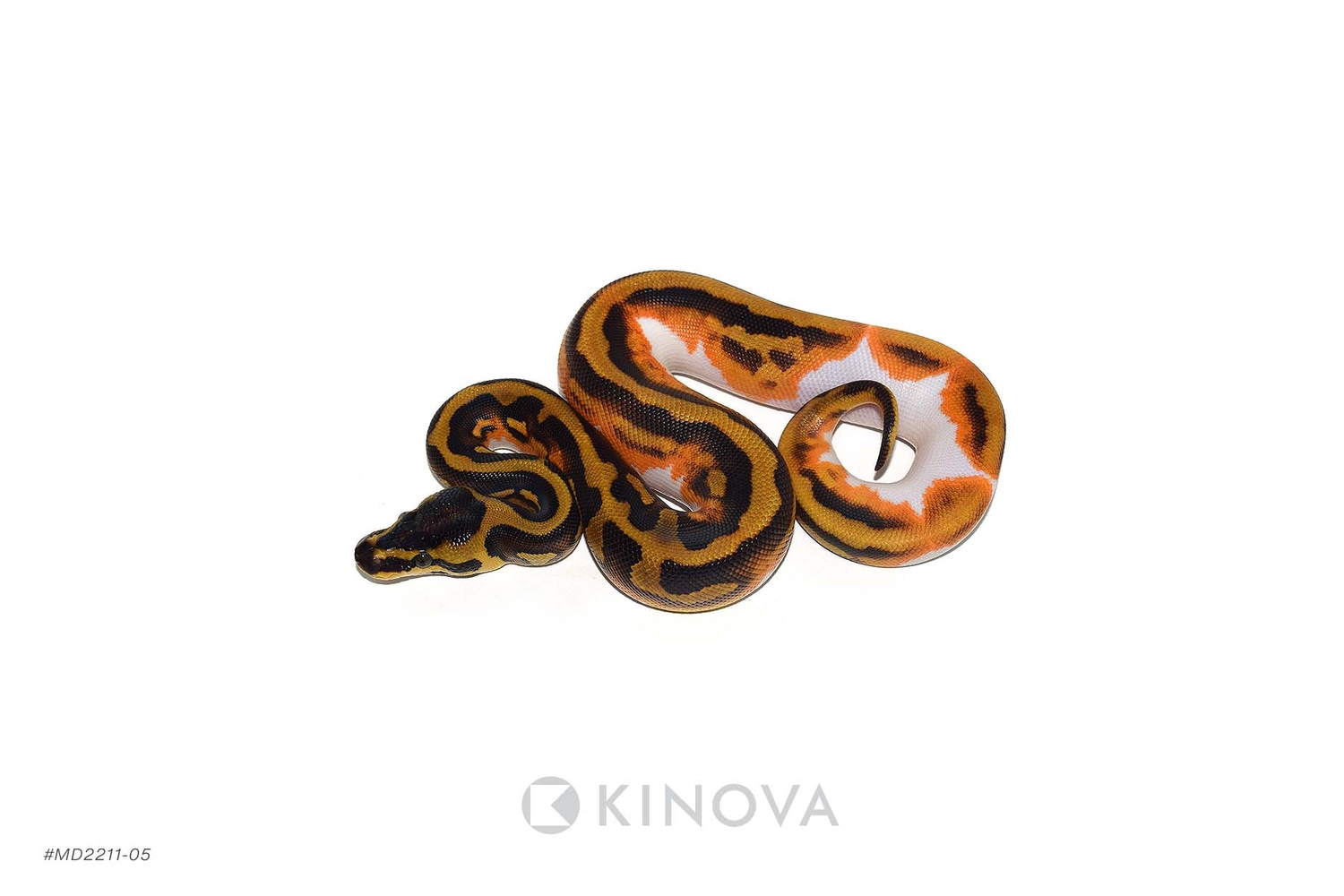 Enchi Leopard Pied Ball Python by KINOVA - MorphMarket