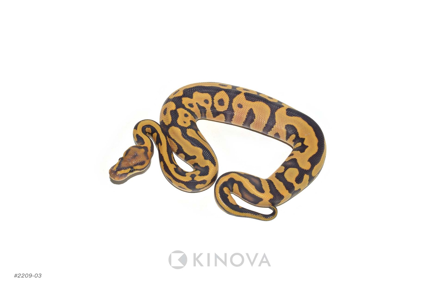 Leopard Hypo Desert Ghost Het Clown Pied Ball Python by KINOVA ...