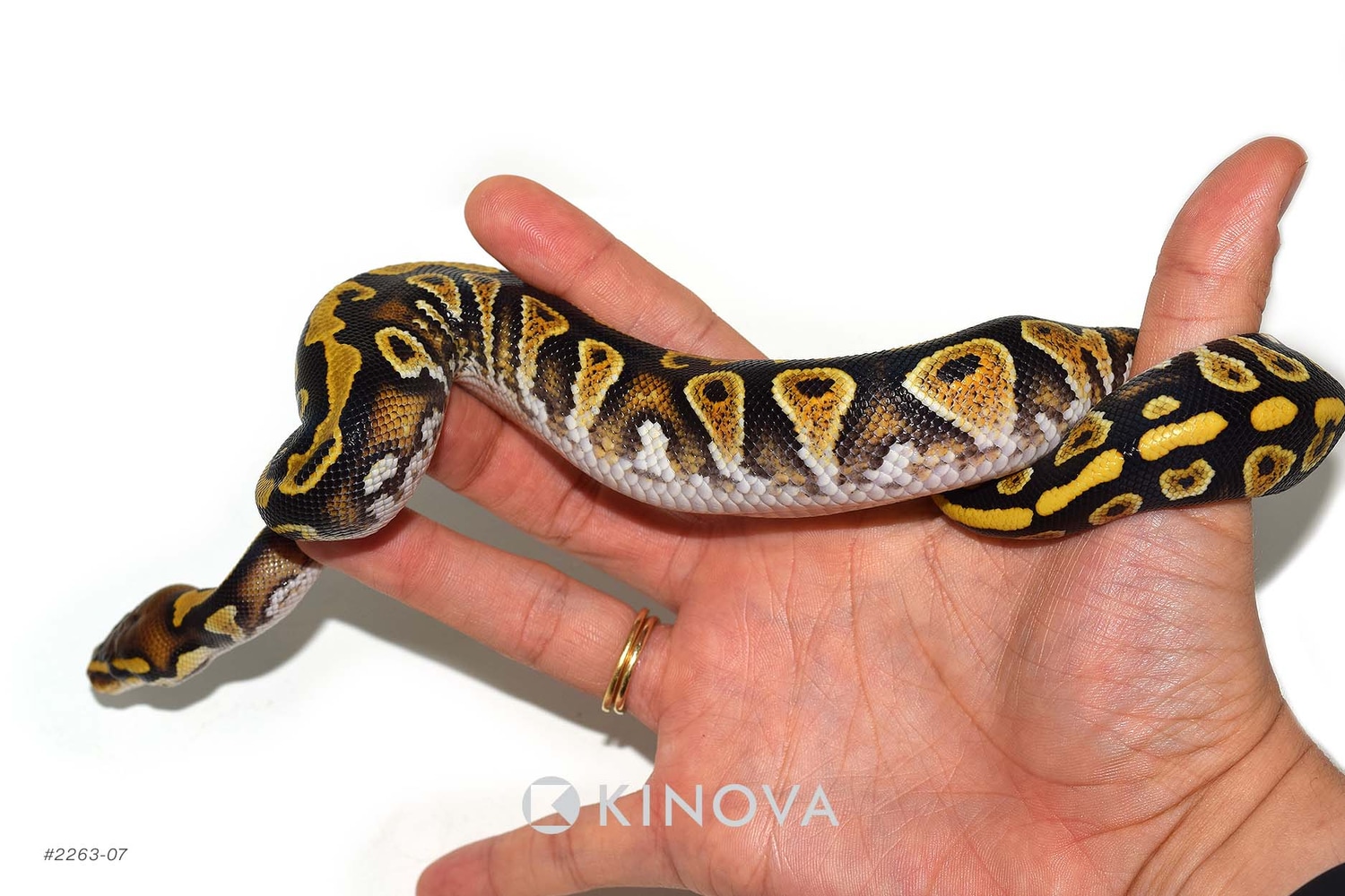 Cypress YB Lace Het Clown Ball Python by KINOVA - MorphMarket