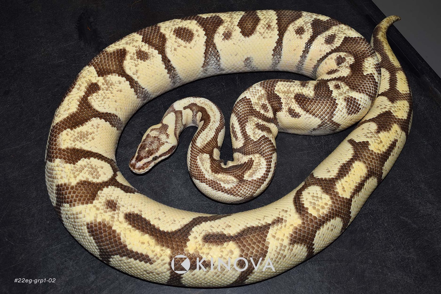 Patel Fire Enchi Ball Python by KINOVA - MorphMarket