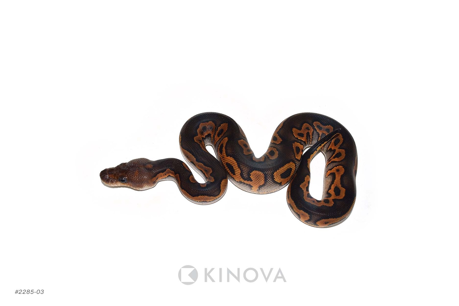 Black Pastel Wookie Clown Ball Python by KINOVA - MorphMarket