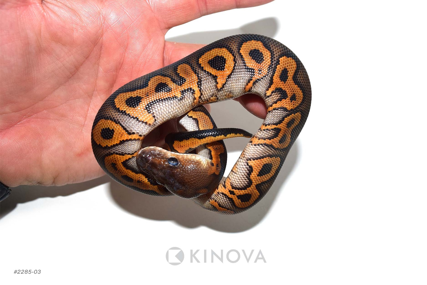Black Pastel Wookie Clown Ball Python by KINOVA - MorphMarket