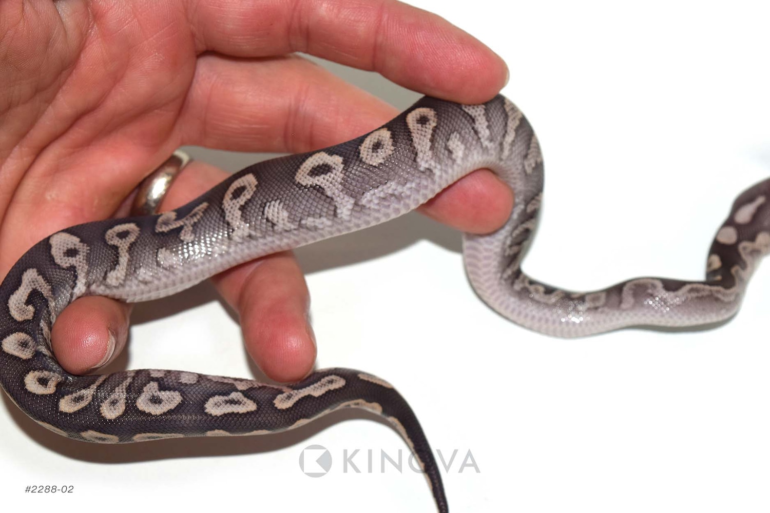 GHI Mojave YB Spotnose Clown Ball Python by KINOVA - MorphMarket