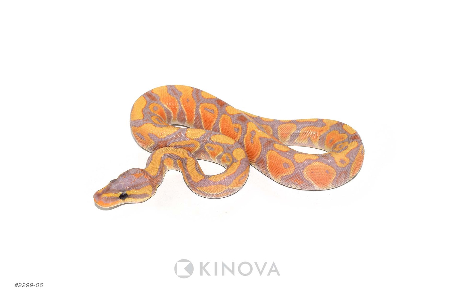 Coral Glow Dbl Het Sunset Clown (F-Maker!) Ball Python by KINOVA ...