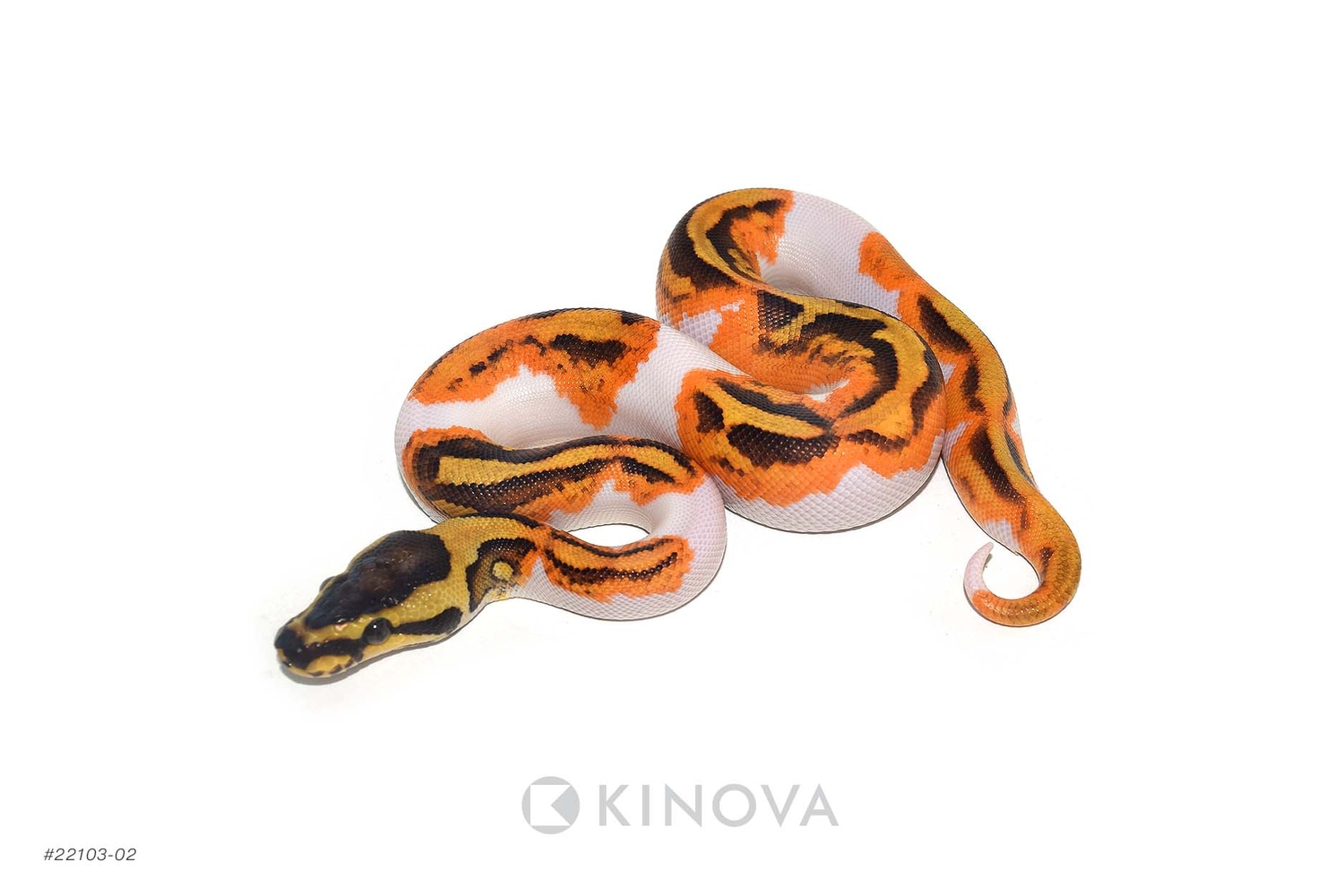 Enchi Gravel OR YB Pied Ball Python by KINOVA - MorphMarket