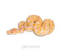 Enchi YB Lavender Dbl Het Clown Pied Ball Python by KINOVA - MorphMarket