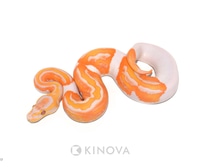 Enchi Dreamsicle Ball Python by KINOVA - MorphMarket