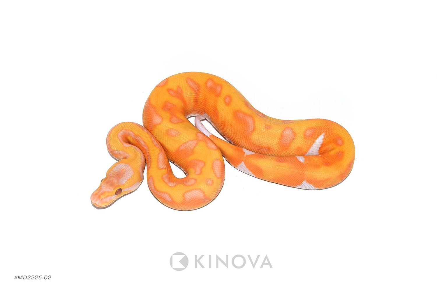 Enchi Dreamsicle Ball Python by KINOVA - MorphMarket
