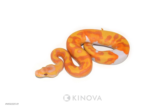 Enchi YB Dreamsicle Ball Python by KINOVA
