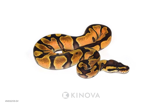 OD Enchi Het Pied Ball Python by KINOVA