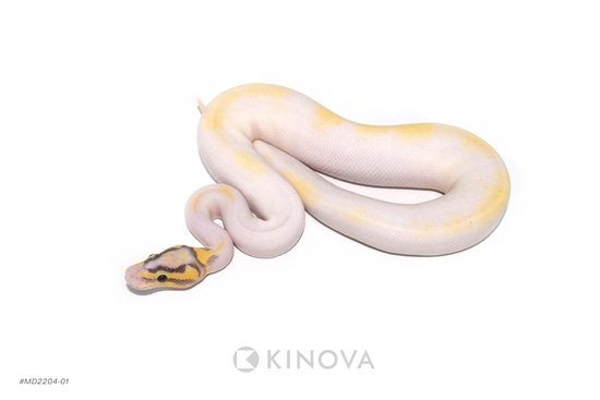 Pastel Enchi Highway Pied Ball Python by KINOVA