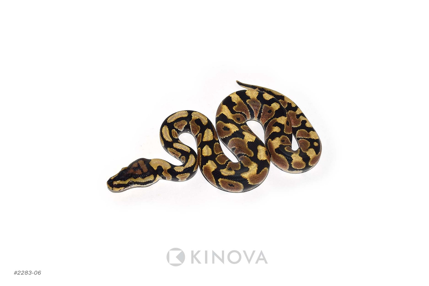 Spotnose Peach Het Clown Ball Python by KINOVA - MorphMarket