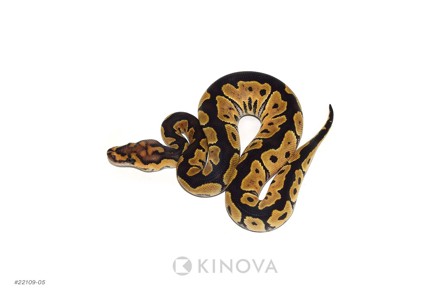 Lace Clown Ball Python by KINOVA - MorphMarket