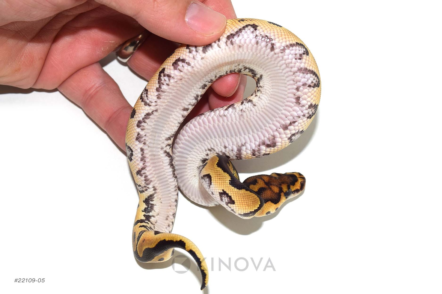 Lace Clown Ball Python by KINOVA - MorphMarket