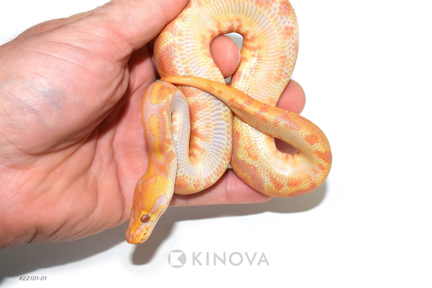 Enchi YB Lavender Dbl Het Clown Pied Ball Python by KINOVA - MorphMarket