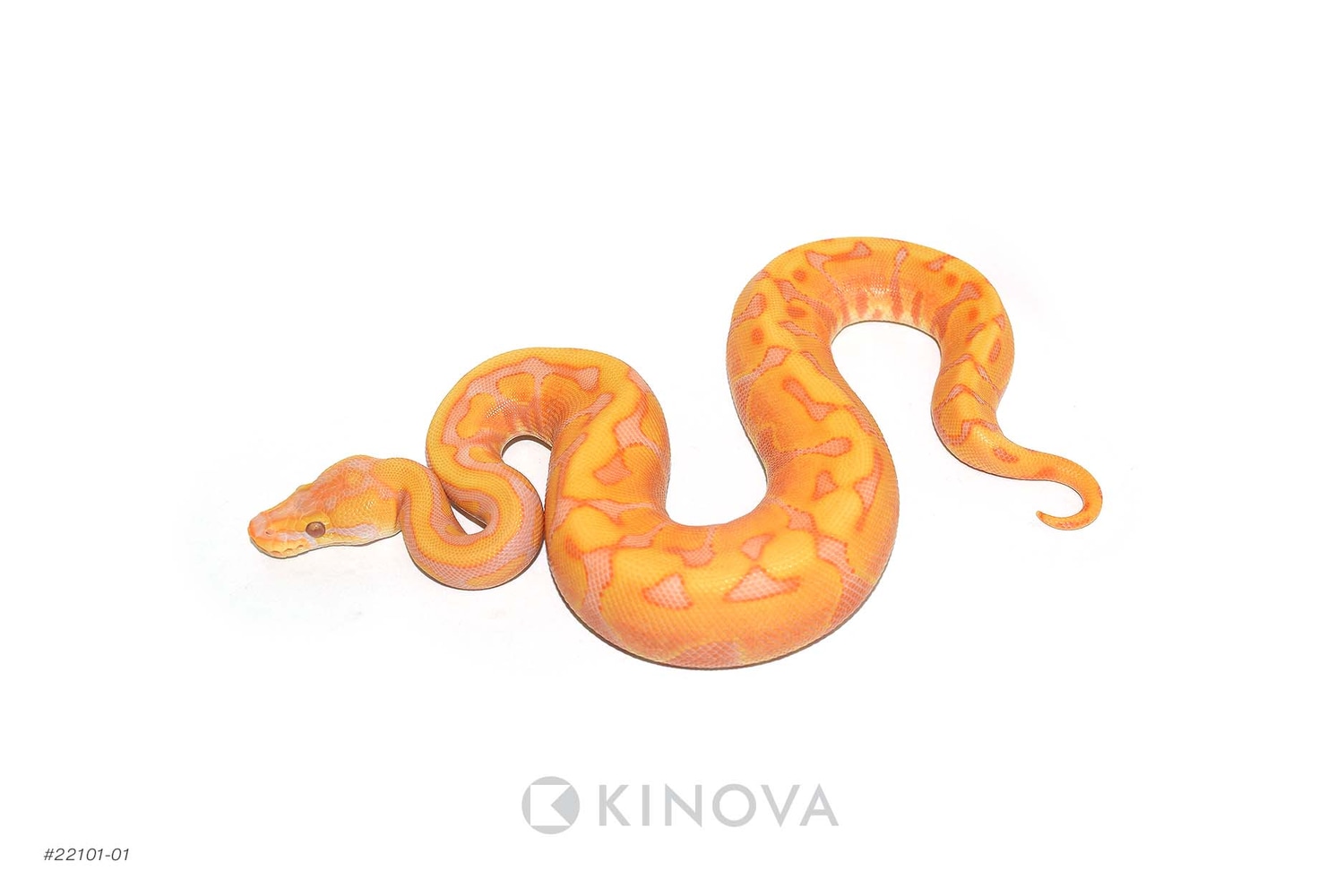 Enchi YB Lavender Dbl Het Clown Pied Ball Python by KINOVA - MorphMarket