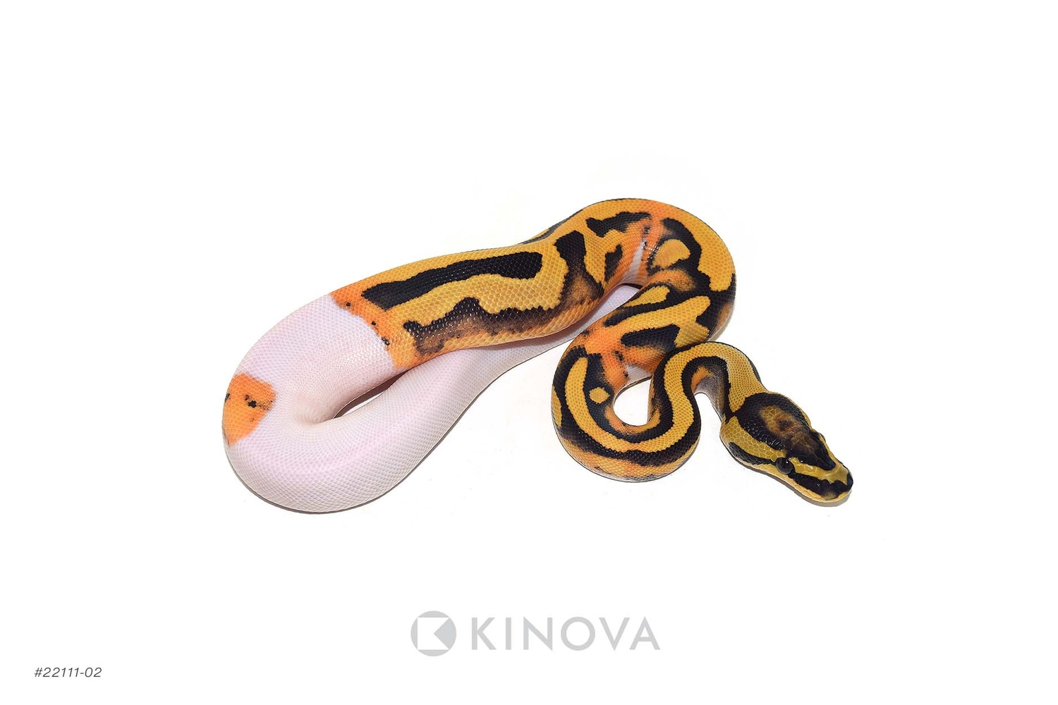 DG Pied Het Clown Ball Python by KINOVA - MorphMarket