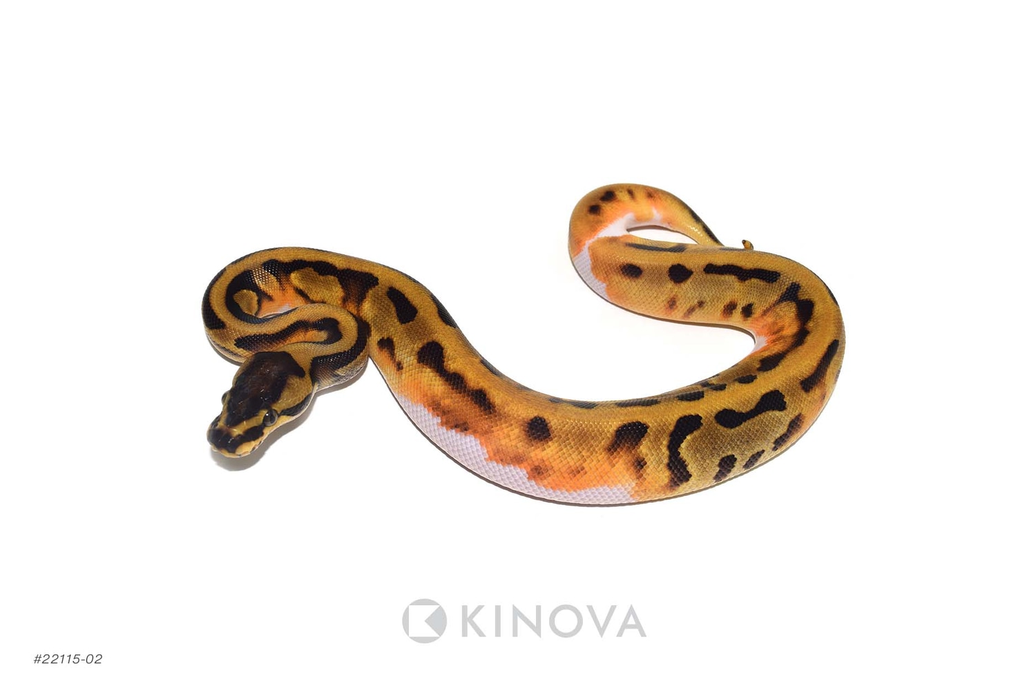 Enchi Leopard Pied 50% Het Clown Ball Python by KINOVA - MorphMarket