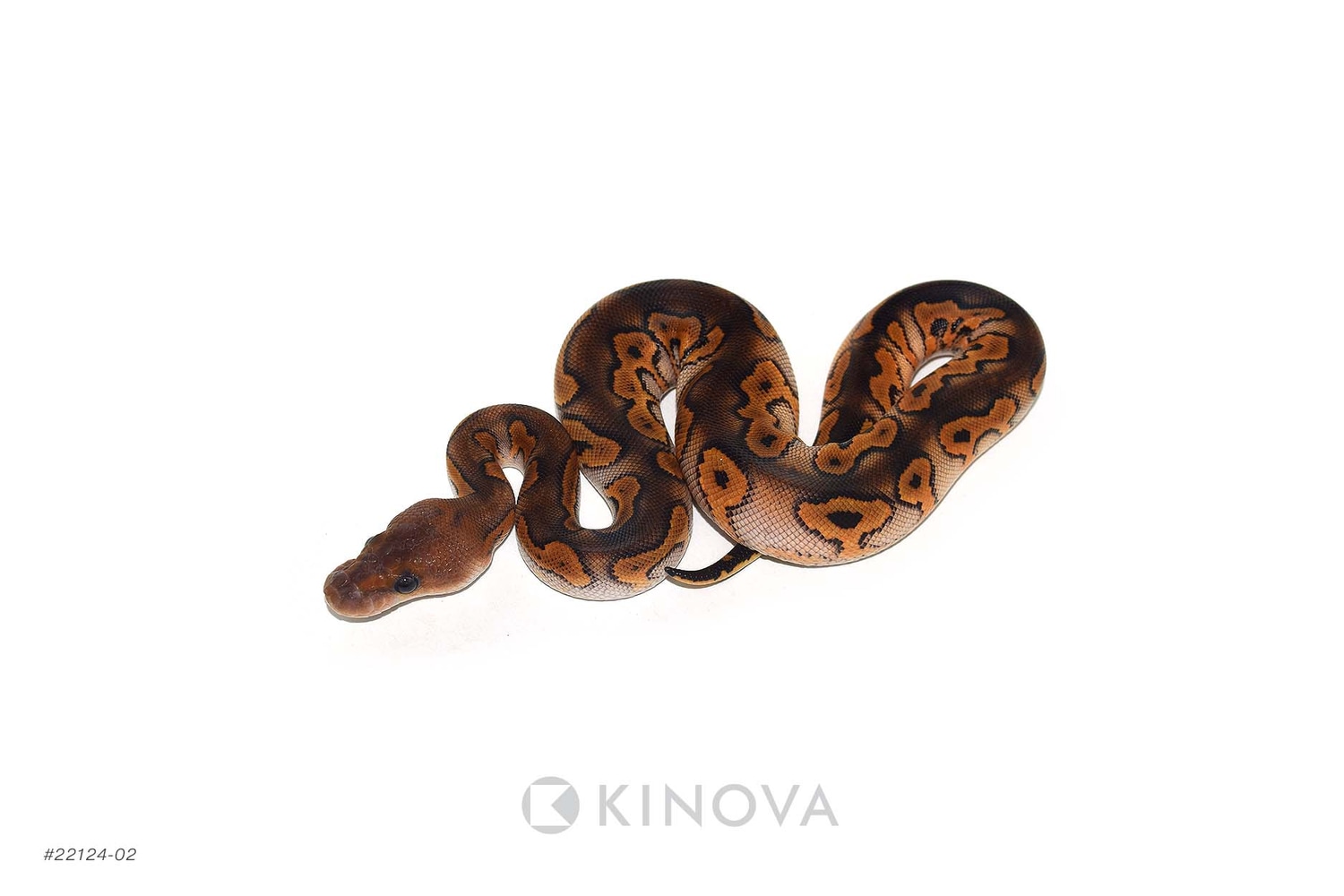 Black Pastel Wookie Clown Ball Python by KINOVA - MorphMarket