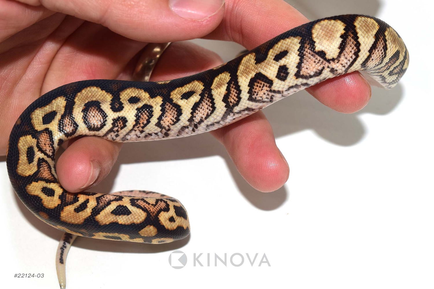 Black Pastel Redstripe Spotnose Clown Ball Python by KINOVA - MorphMarket