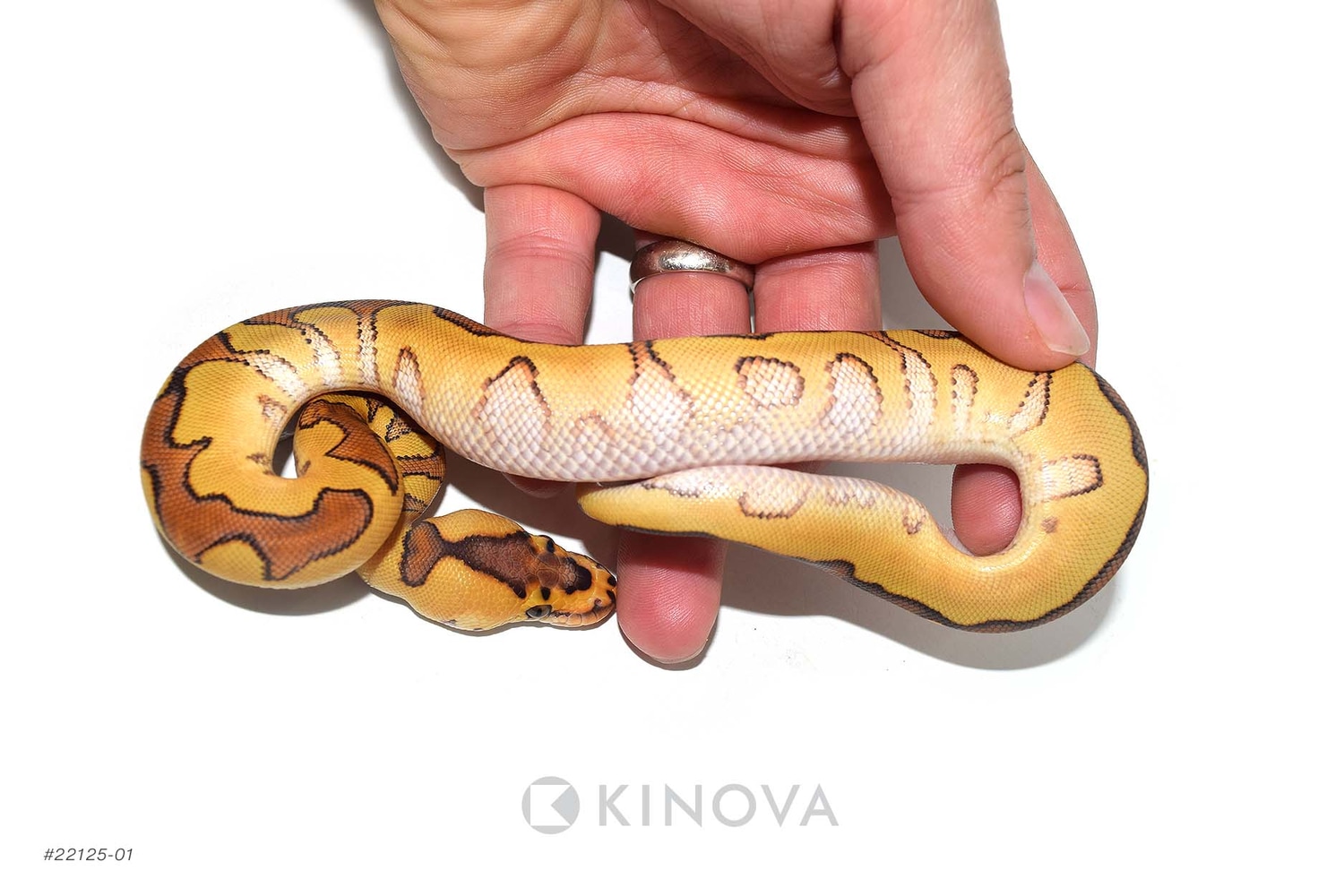 Enchi Special Clown Ball Python by KINOVA - MorphMarket