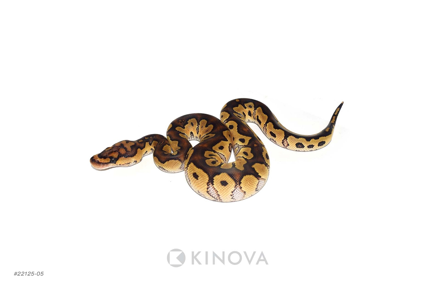 Special Clown Ball Python by KINOVA - MorphMarket