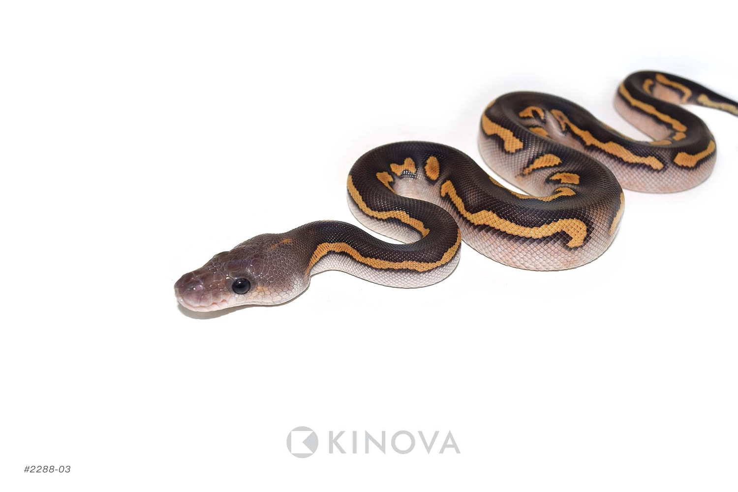 Black Pastel Wookie YB Mojave Clown Ball Python by KINOVA - MorphMarket