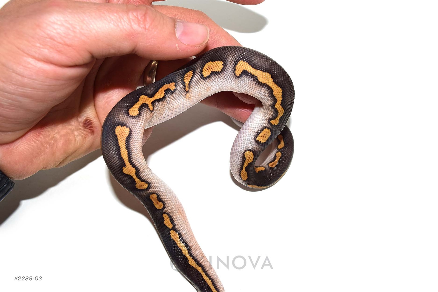 Black Pastel Wookie YB Mojave Clown Ball Python by KINOVA - MorphMarket