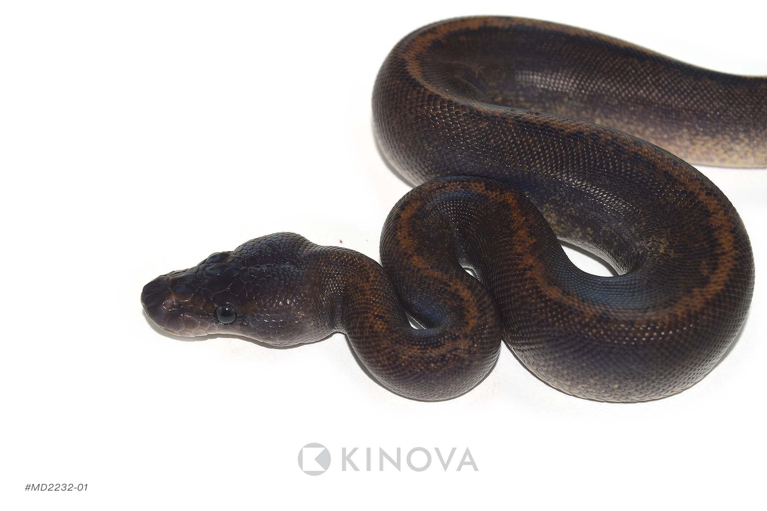Suma Ball Python by KINOVA - MorphMarket