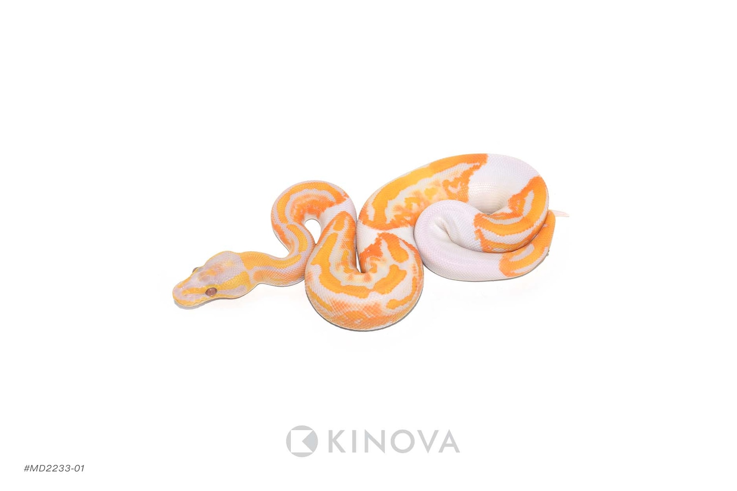 Pastel Dreamsicle Ball Python by KINOVA - MorphMarket