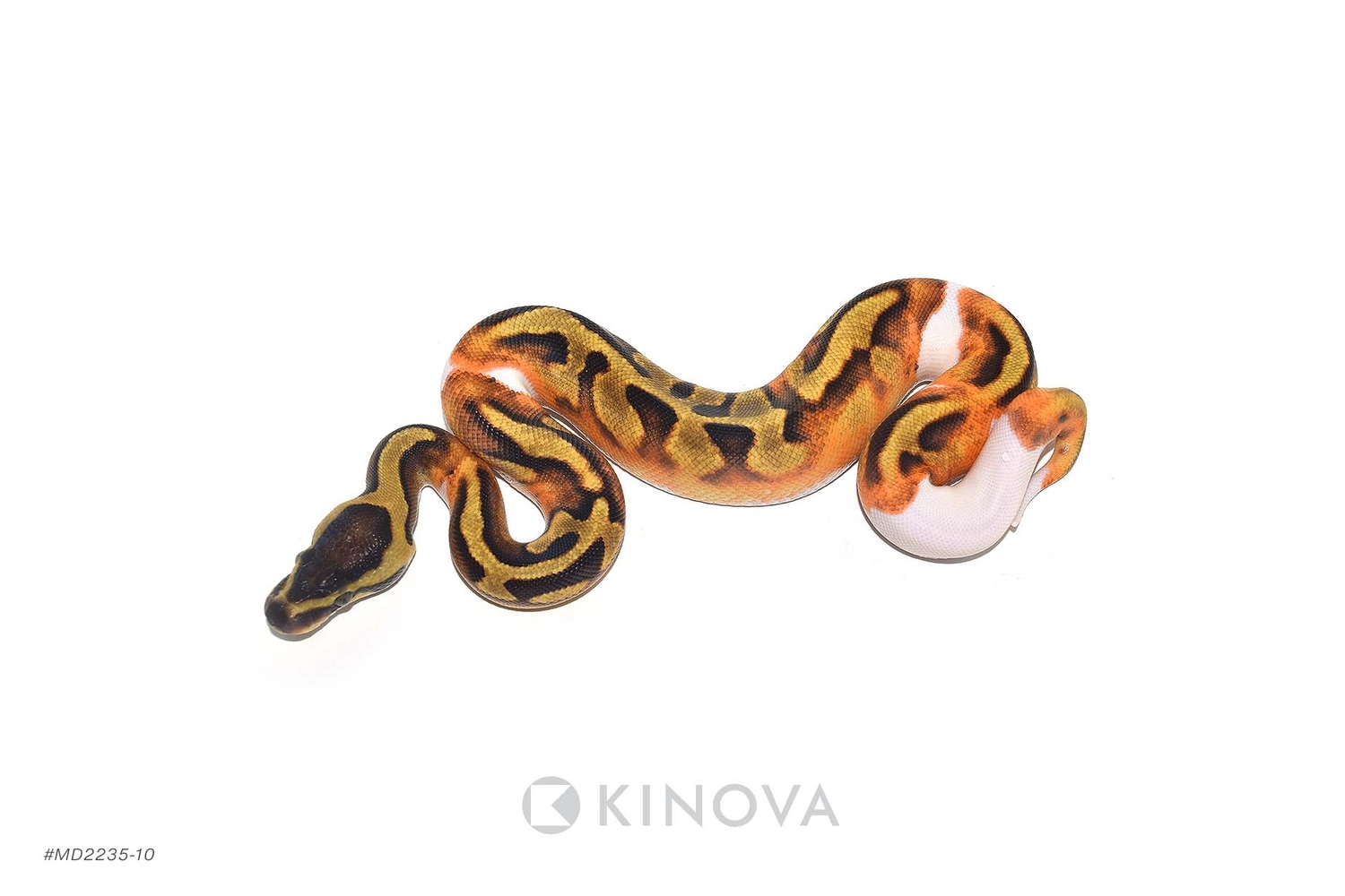 Enchi Pied Ball Python by KINOVA - MorphMarket