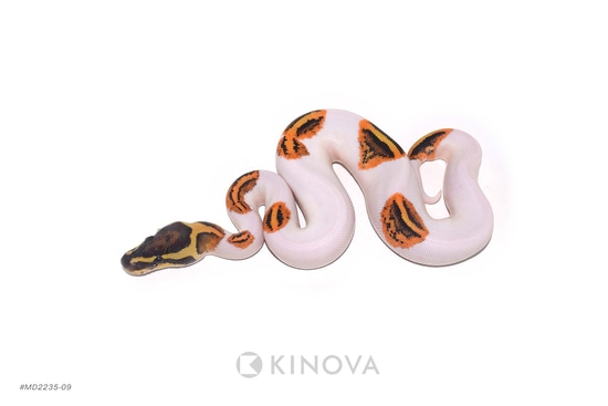 Fire YB Pied Ball Python by KINOVA