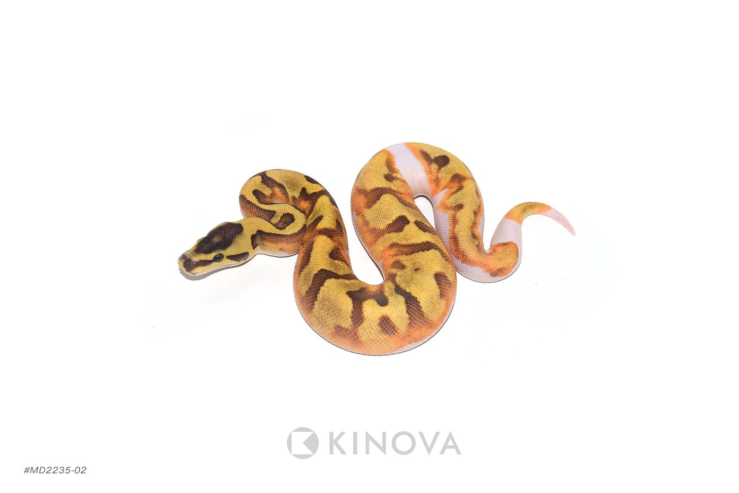 Fire Super Enchi Pied Ball Python by KINOVA - MorphMarket