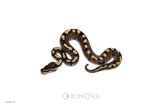 Spotnose Peach Het Clown Ball Python by KINOVA