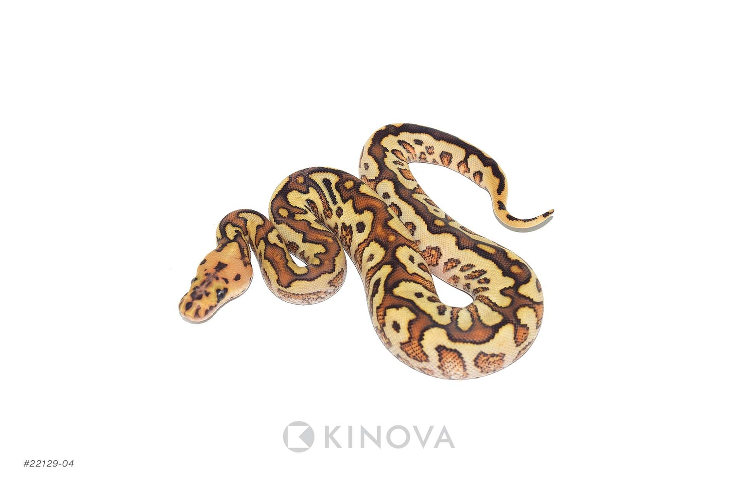 Fire Special Spotnose Clown Ball Python by KINOVA - MorphMarket