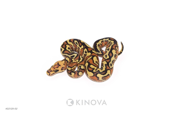 Fire YB Spotnose Hurricane Clown Ball Python by KINOVA