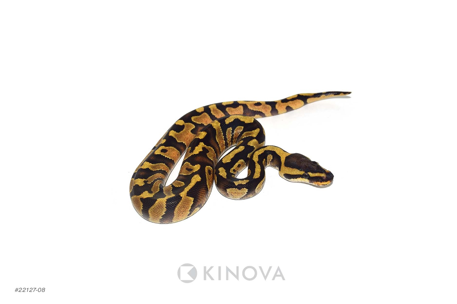 Enchi Chocolate Dbl Het Hypo Clown Ball Python by KINOVA - MorphMarket