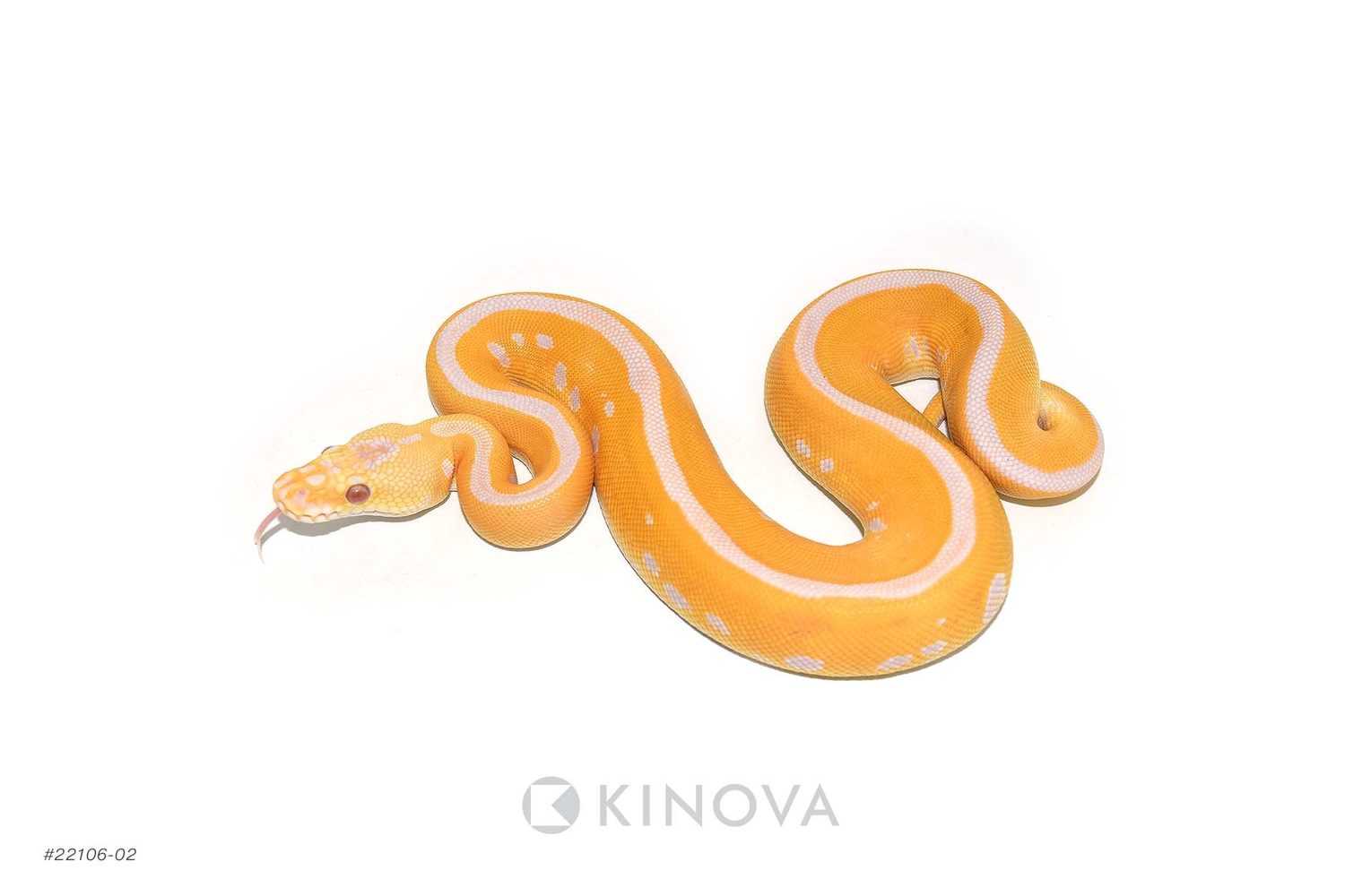Pastel Leopard Grail Ball Python by KINOVA - MorphMarket