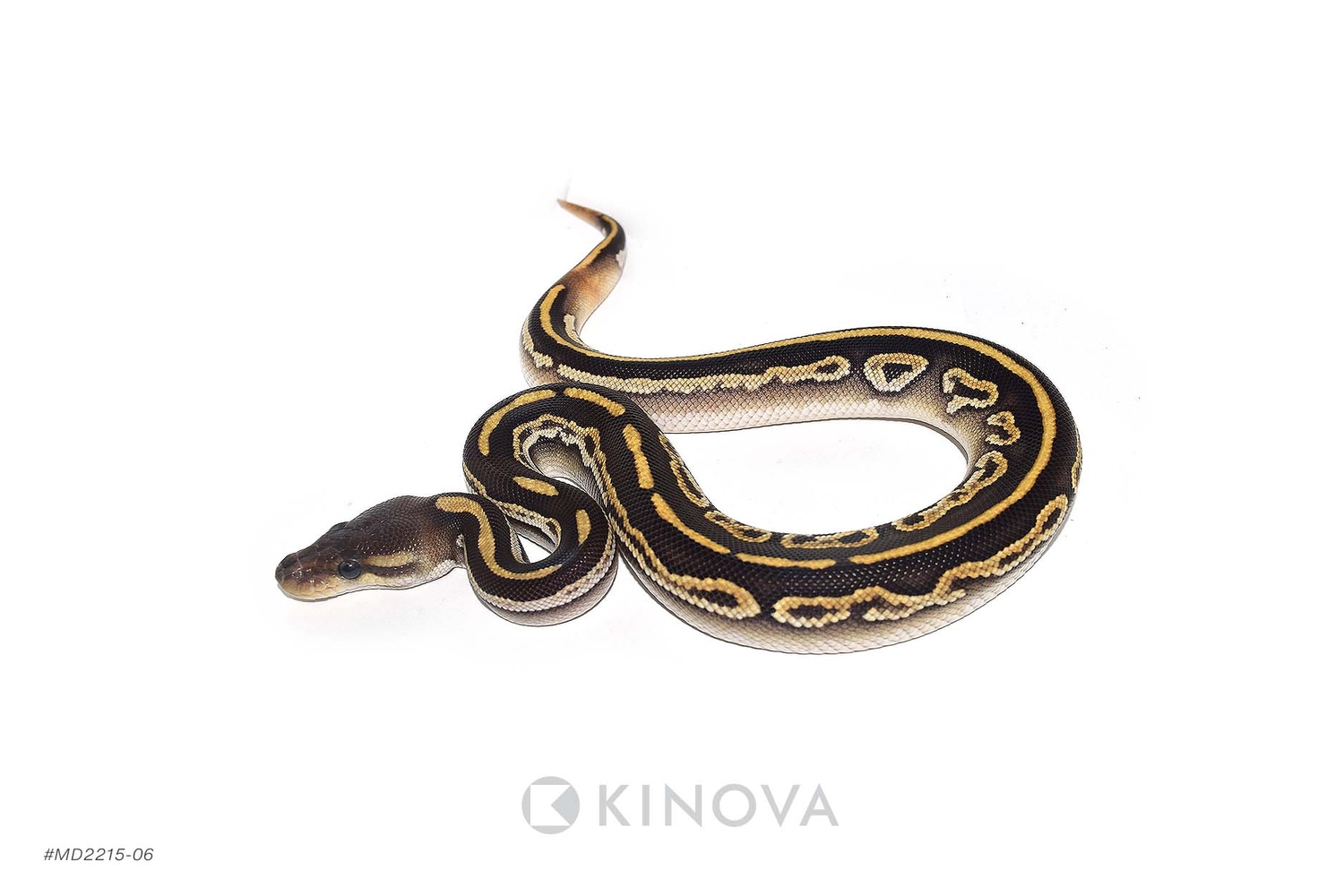 Black Pastel Leopard Mojave Het Ultramel Pied Ball Python by KINOVA ...